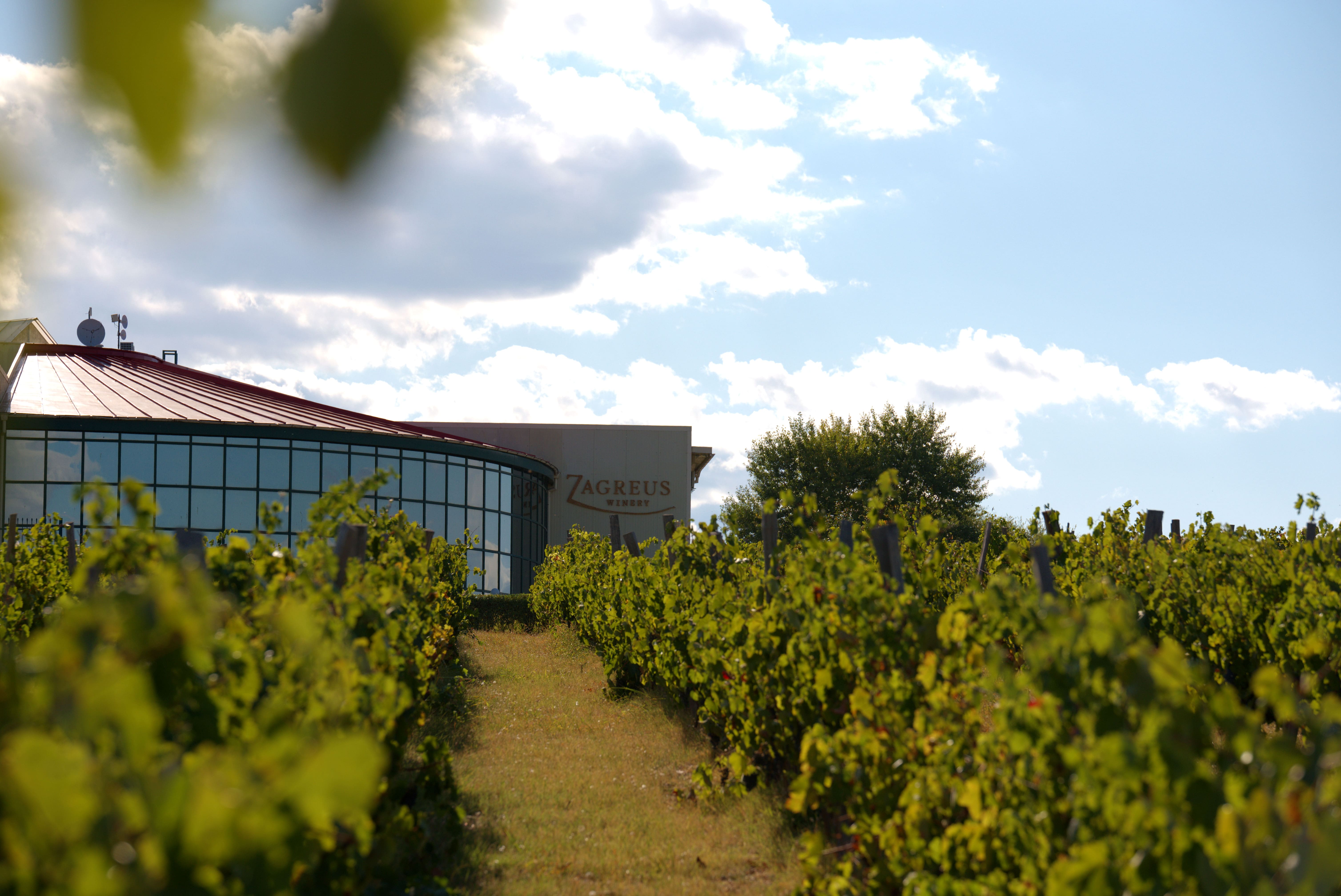 Гроздобер и виоправене- WineTourMaker